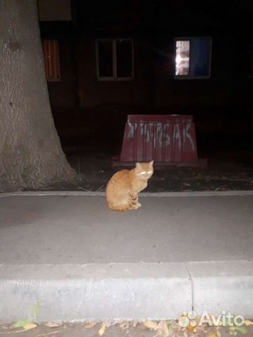 Котенок-рыжик ищет дом
