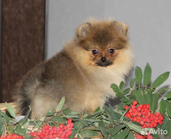 Померанский шпиц