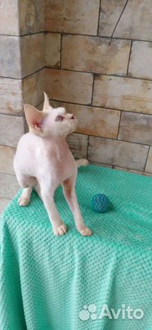 Кошечка девон рекс