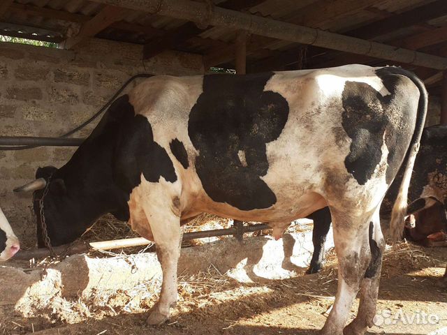 Продам быков.350 мясом