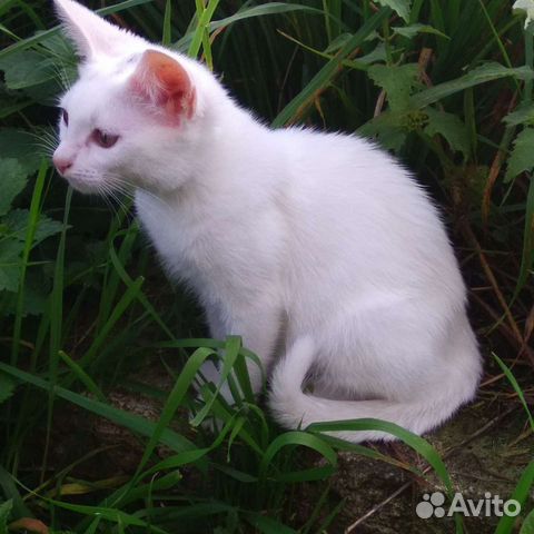 Белый котенок