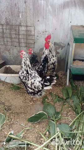 Инкубационные яйцо