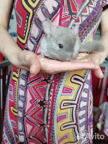 Продаю шиншиллят