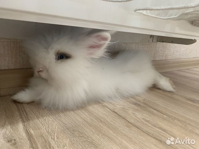 Львиноголовый кролик