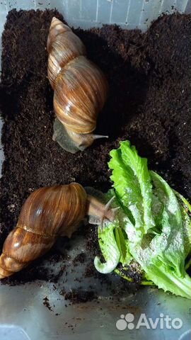 Улитки ахатины бесплатно