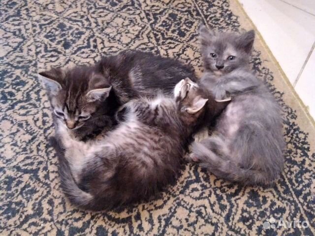 Кошка
