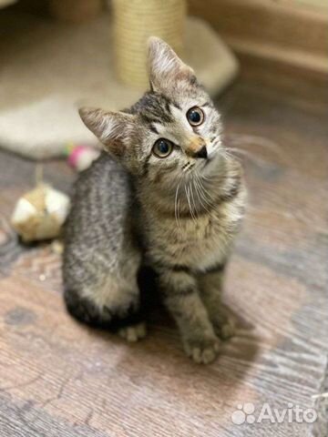 Ушастый игривый котенок