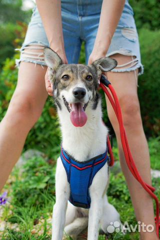 Фанни ищет дом