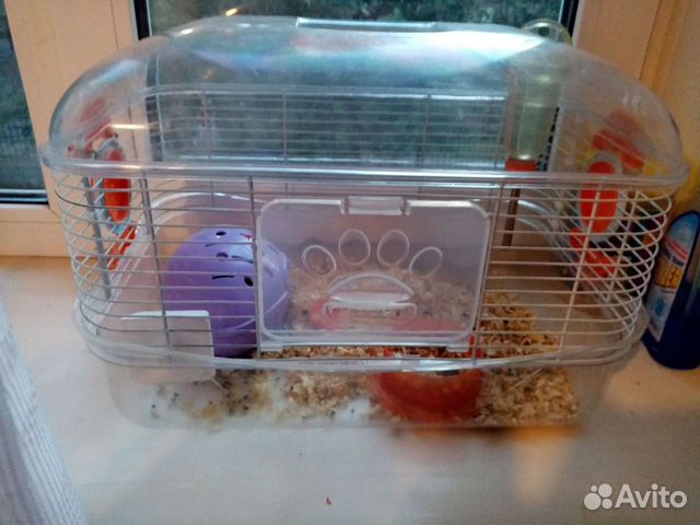 Хомяк с клеткой
