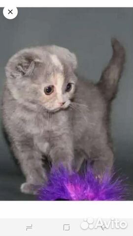 Шотландские кыси