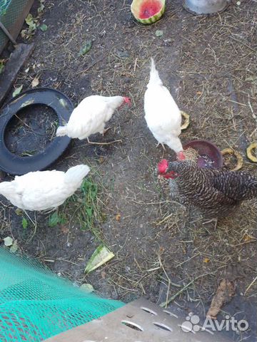 Куры молодки несушки доминант, родонит,ломаны