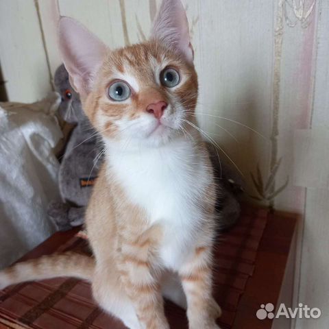 Котята-рыжики в добрые руки