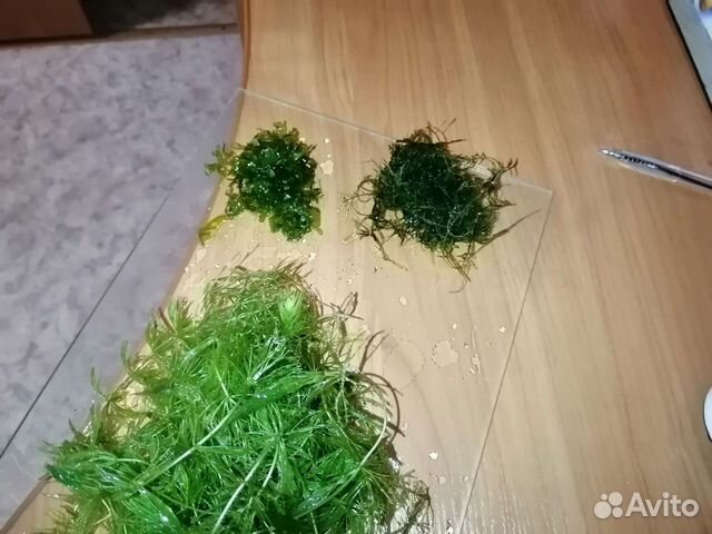 Аквариумные растения