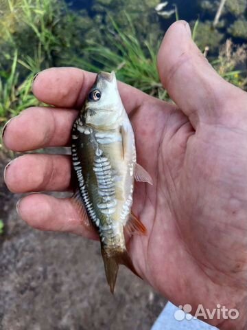 Малек карпа