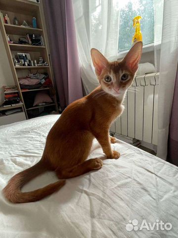 Абиссинская