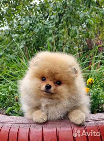 Красавица помераночка для выставок и разведения