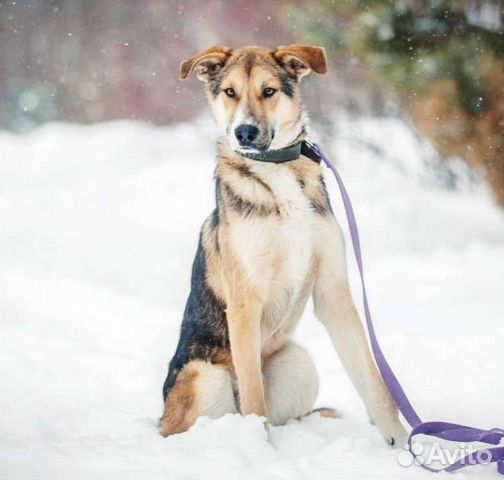 Замечательный мальчик ждёт своих хозяев