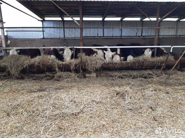 Продаются быки