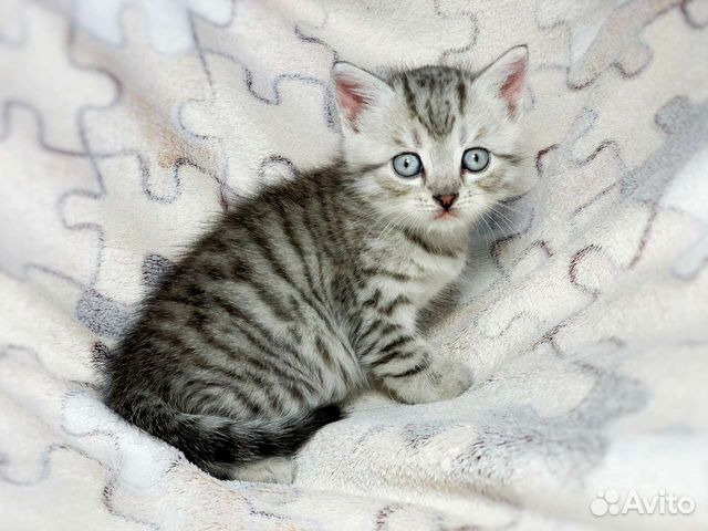 Котёнок