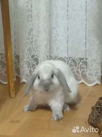 Кролик