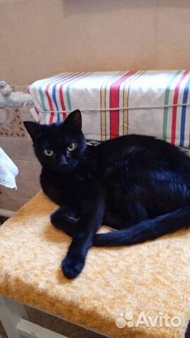Красивая грациозная чёрная кошечка Багира
