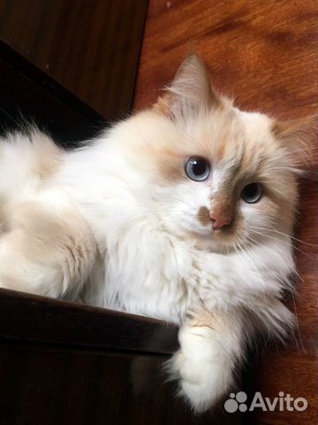 Голубоглазый блондин