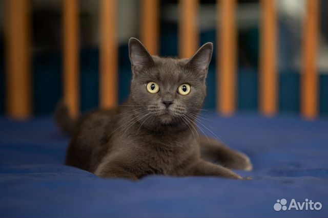 Красавица Мята ищет Дом