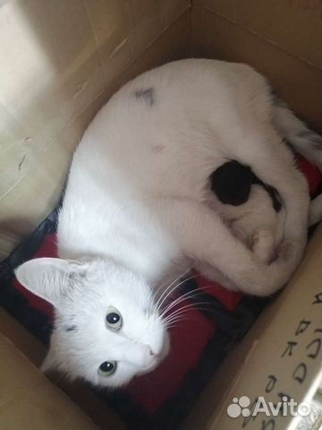 Кошка в дар