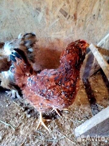 Орловские куры