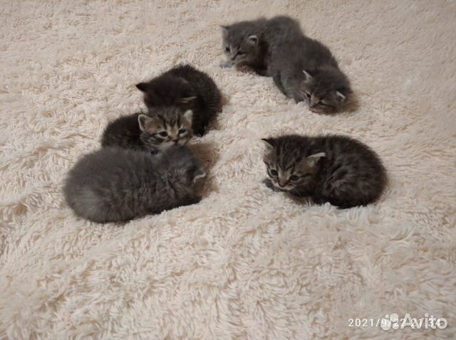 Котята