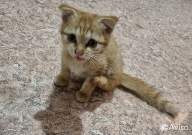 Рыжий котенок в добрые руки