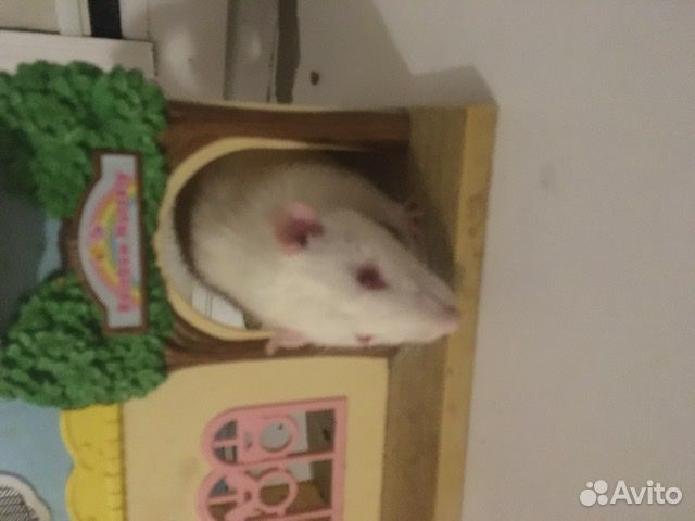 Крыса дамбо, бесплатно