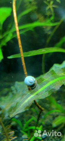 Улитка ампулярия голубая