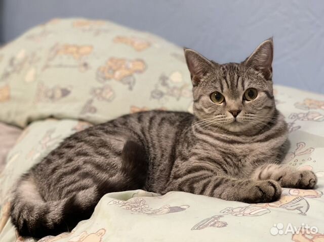 Британская