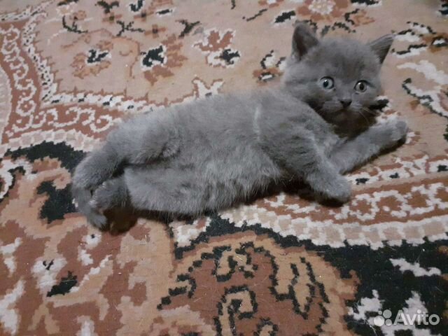 Котята бесплатно