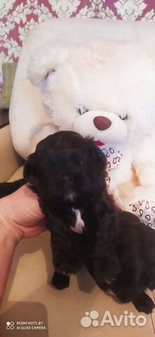 Мальтипу, шипу