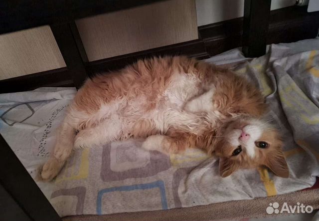 Кот Персик 1,5 года сибирский кастрирован