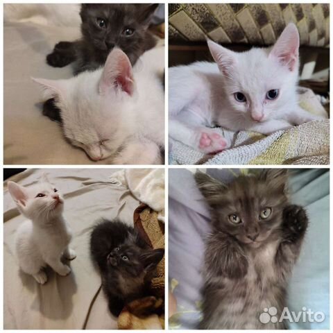 Белый и чёрный котята 2 месяца