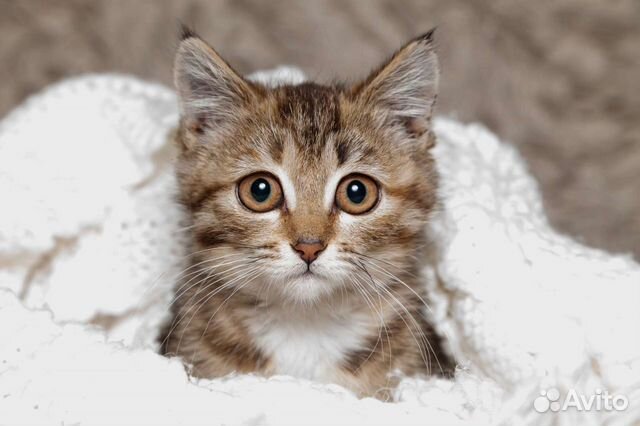 Глазастое чудо в добрые руки