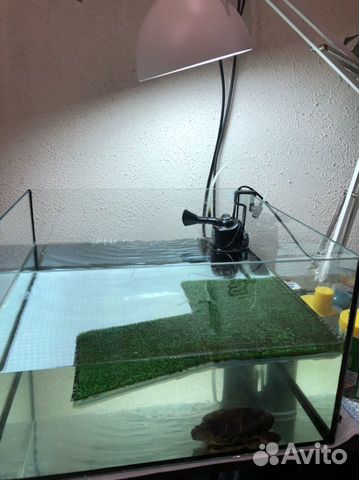 Красноухая черепаха с аквариумом