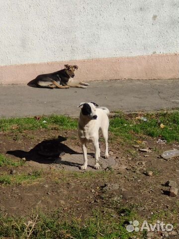 Потерялась собака