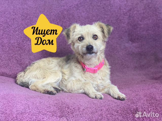 Маленькая собачка Нора