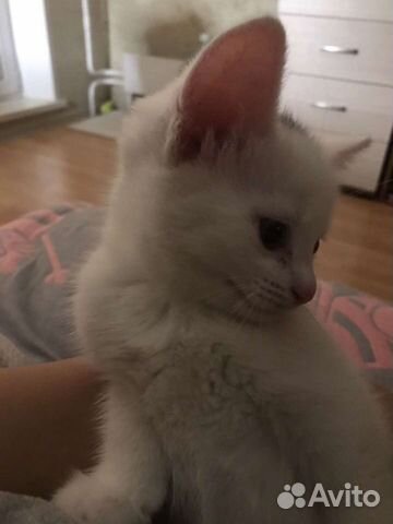 Турецкая ангора