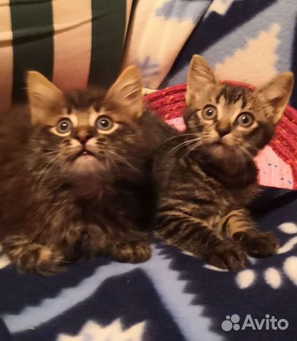 Кошечка 1.5 мес