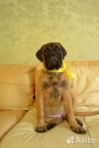 Щенок Бульмастиф