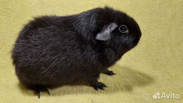 Морские свинки