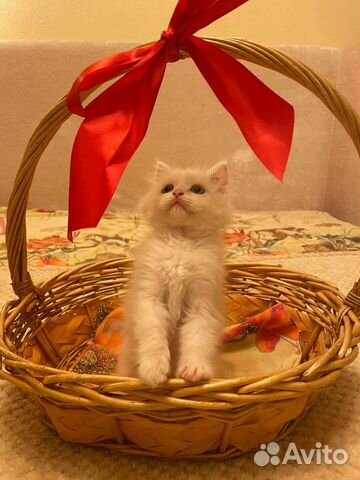 Ангорские котята