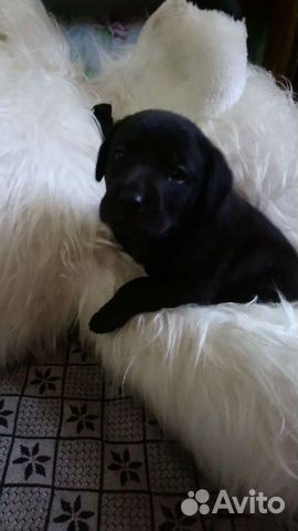 Щенки лабрадора в добрые руки