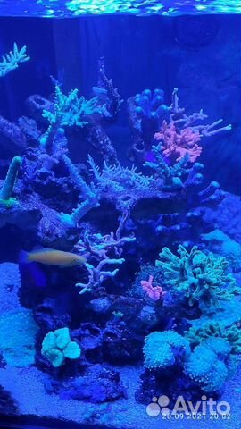 Простые SPS кораллы для новичков