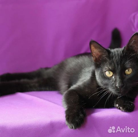 Котята мальчики в добрые руки